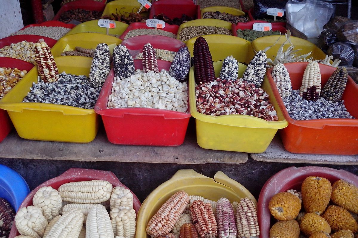 Maíz Peruano: Variedades, Historia y Tradición en la Cultura Andina