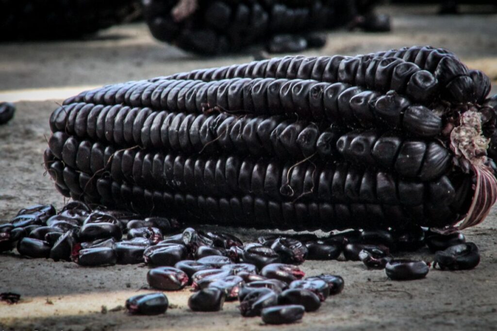 Maíz Peruano: Variedades, Historia y Tradición en la Cultura Andina