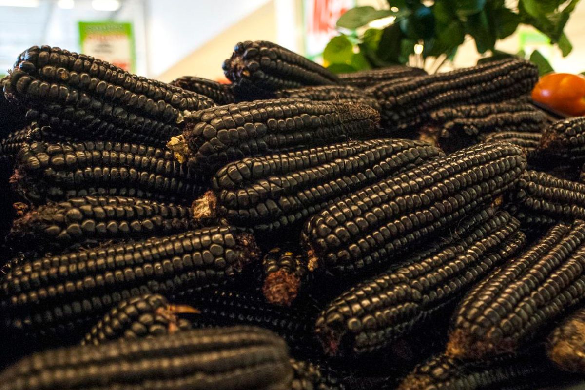 Maíz Peruano: Variedades, Historia y Tradición en la Cultura Andina