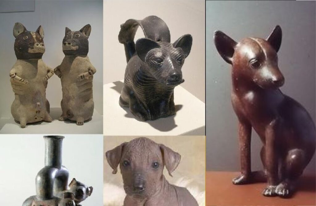 El Perro Peruano Sin Pelo: Un Símbolo Ancestral del Perú